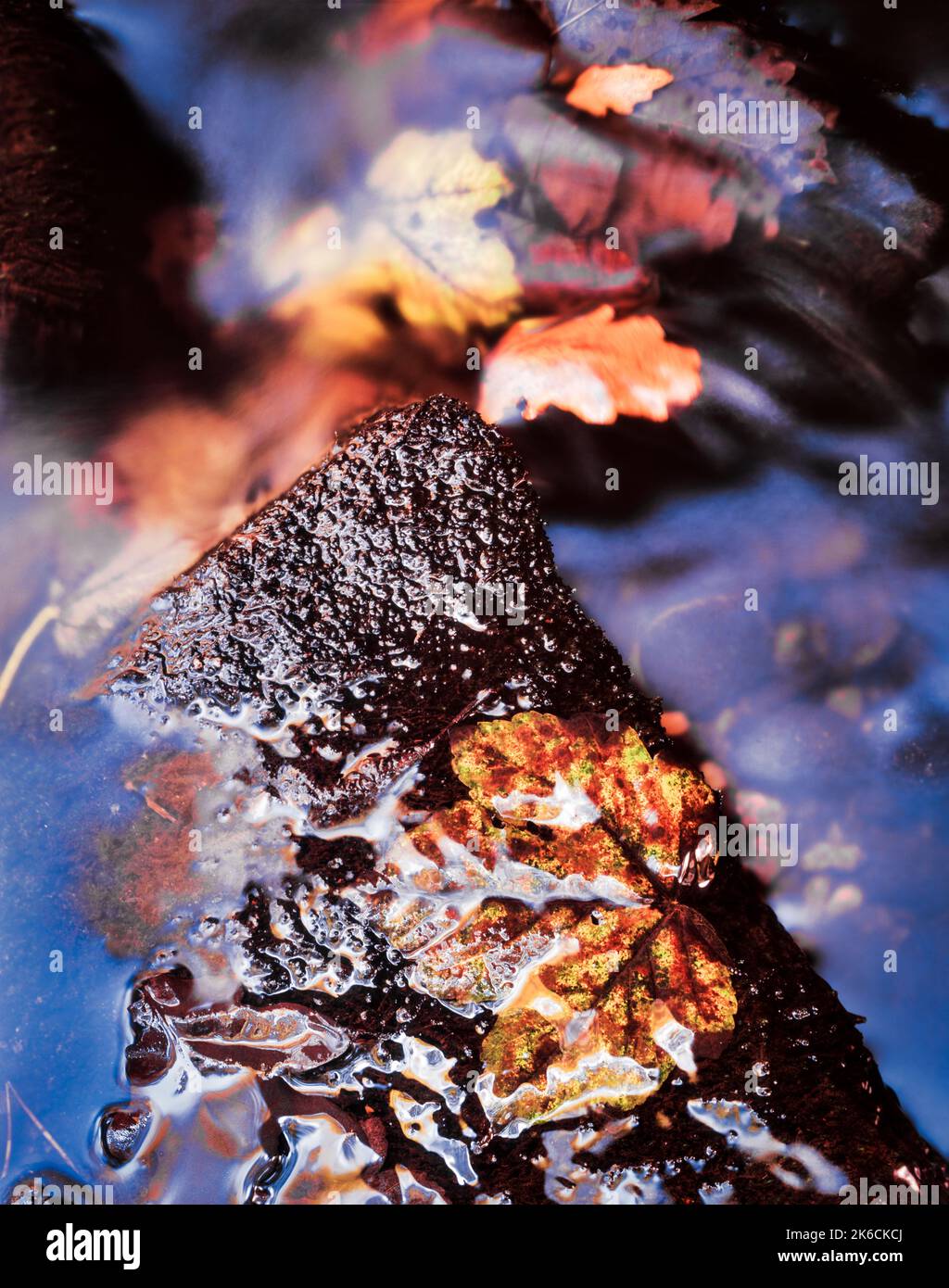 A vertical shot of rocks and leaves in a peat stream in the Peak ...