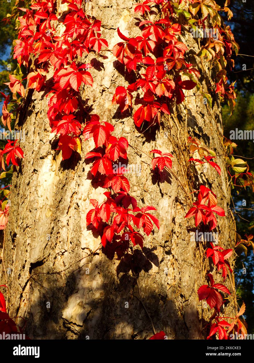 Red Virginia creeper growing up tree October Stock Photo - Alamy