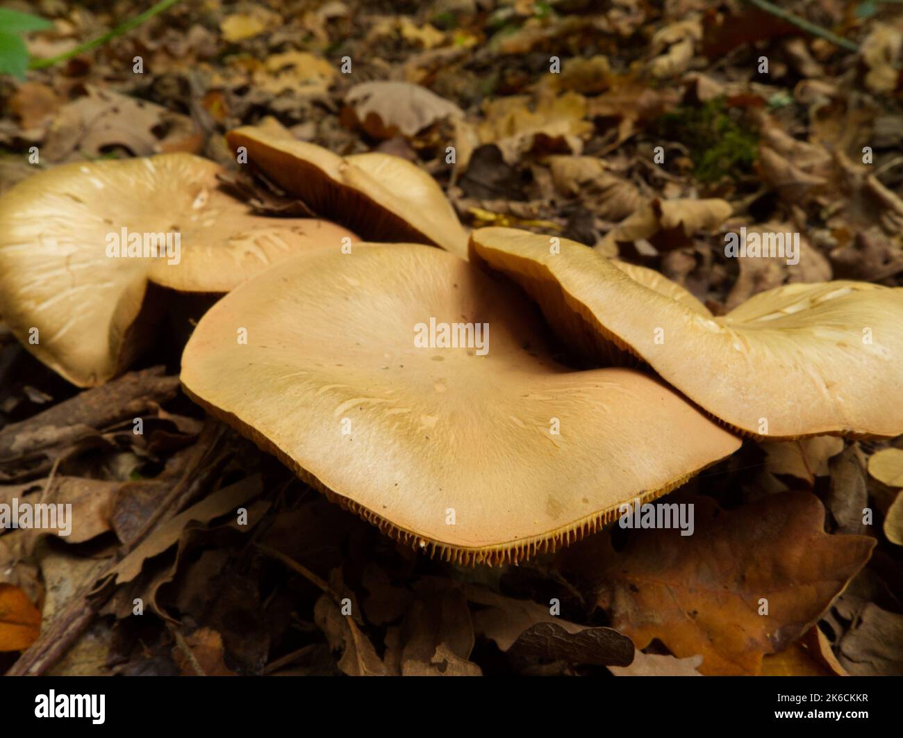 Cluster of funghi on forest floor Stock Photo - Alamy