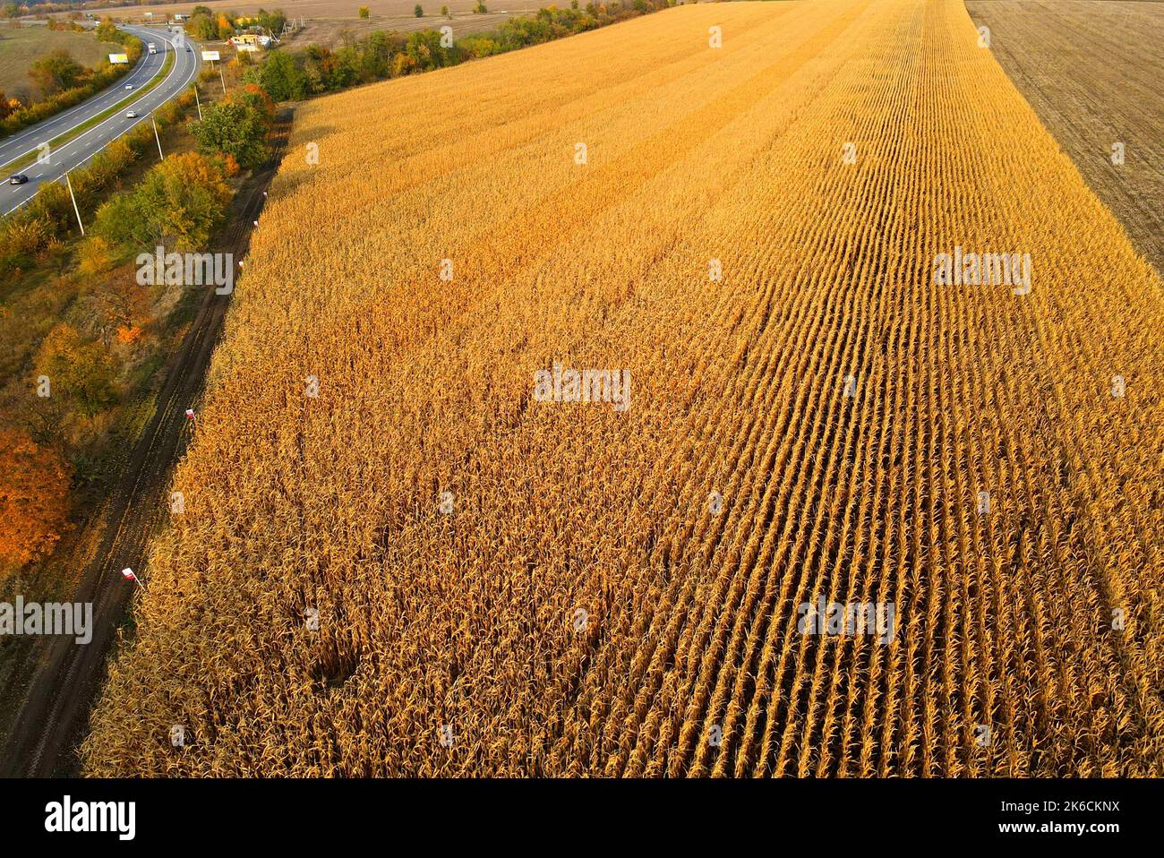 Field ripe corn aerial photography hi-res stock photography and images ...