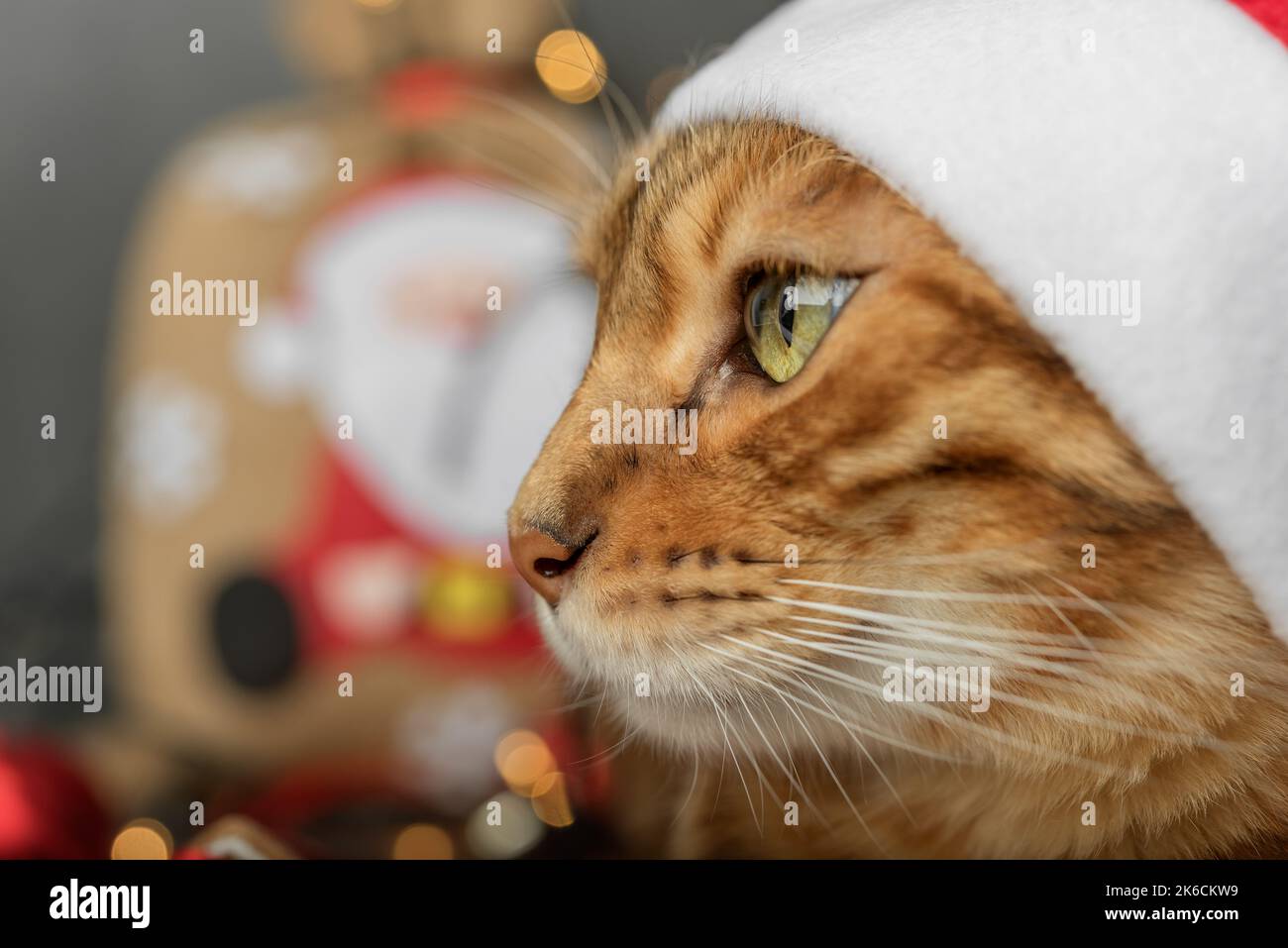 Head of a cat in a Santa hat close-up on a dark background. Side view ...