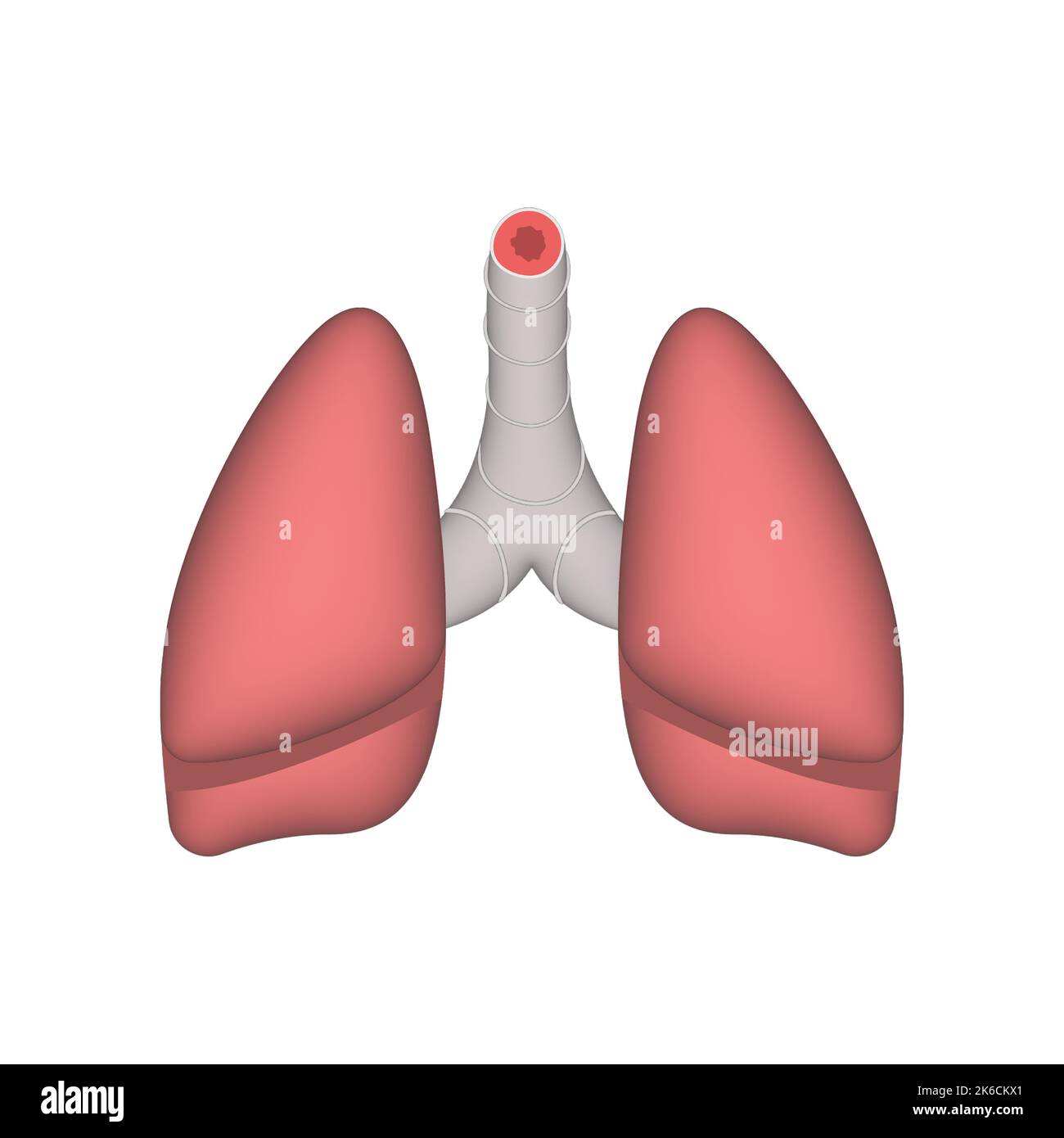 Human lungs anatomy structure. Realistic 3d vector illustration ...