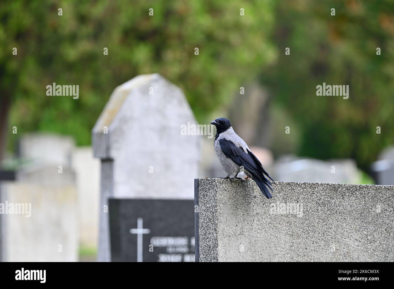 Vienna, Austria. The Central Cemetery in Vienna.Crow (Corvus) on a ...
