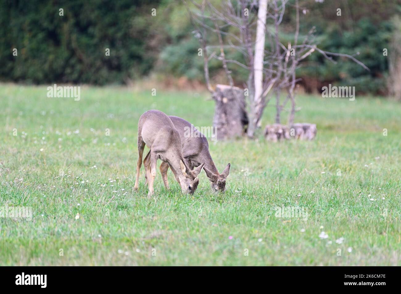 Vienna, Austria. The Central Cemetery in Vienna. Roe Deer (Capreolus ...