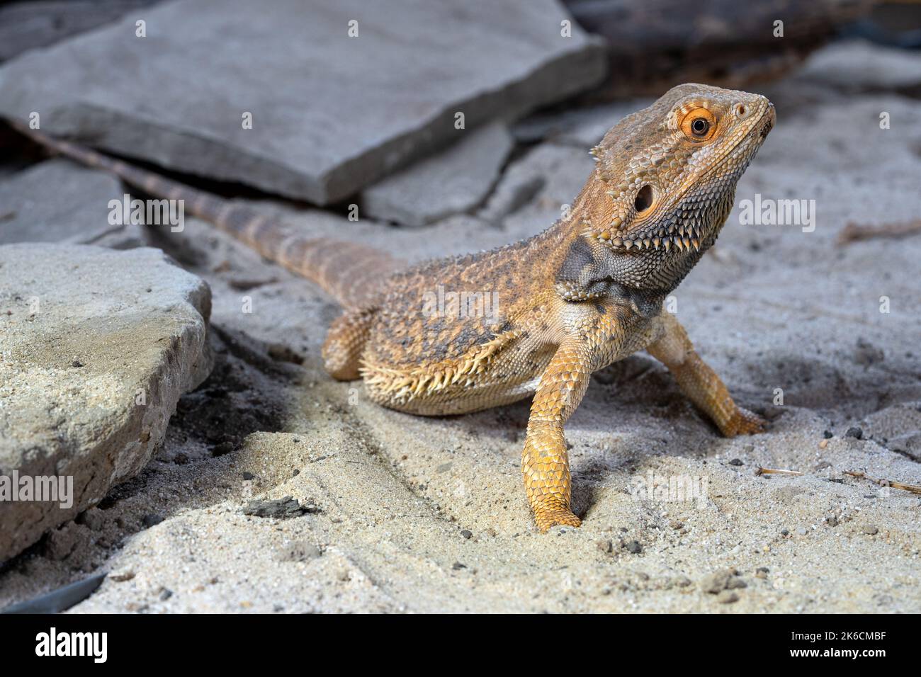 Close up image of Inland Bearded Dragon (Pogona vitticeps Stock Photo ...