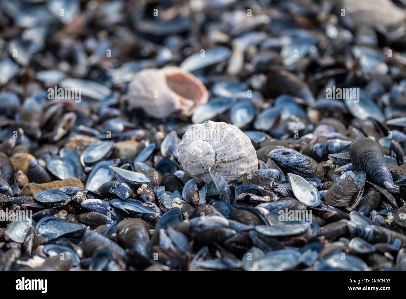 A beach covered in sea shells and some sea snails at Las Flores ...