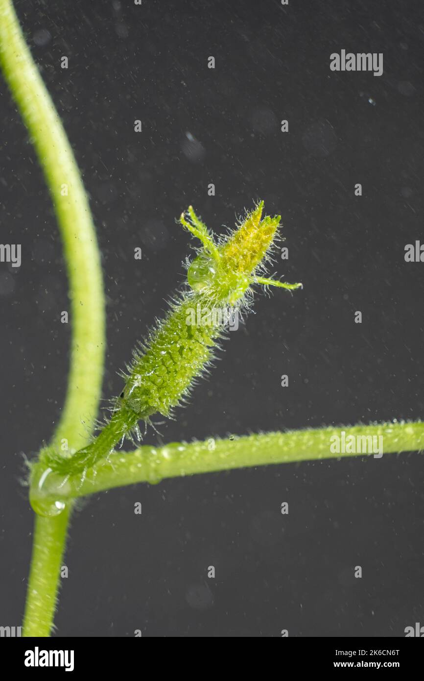 Growing cucumbers from seeds. Step 8 - The first little cucumber Stock ...