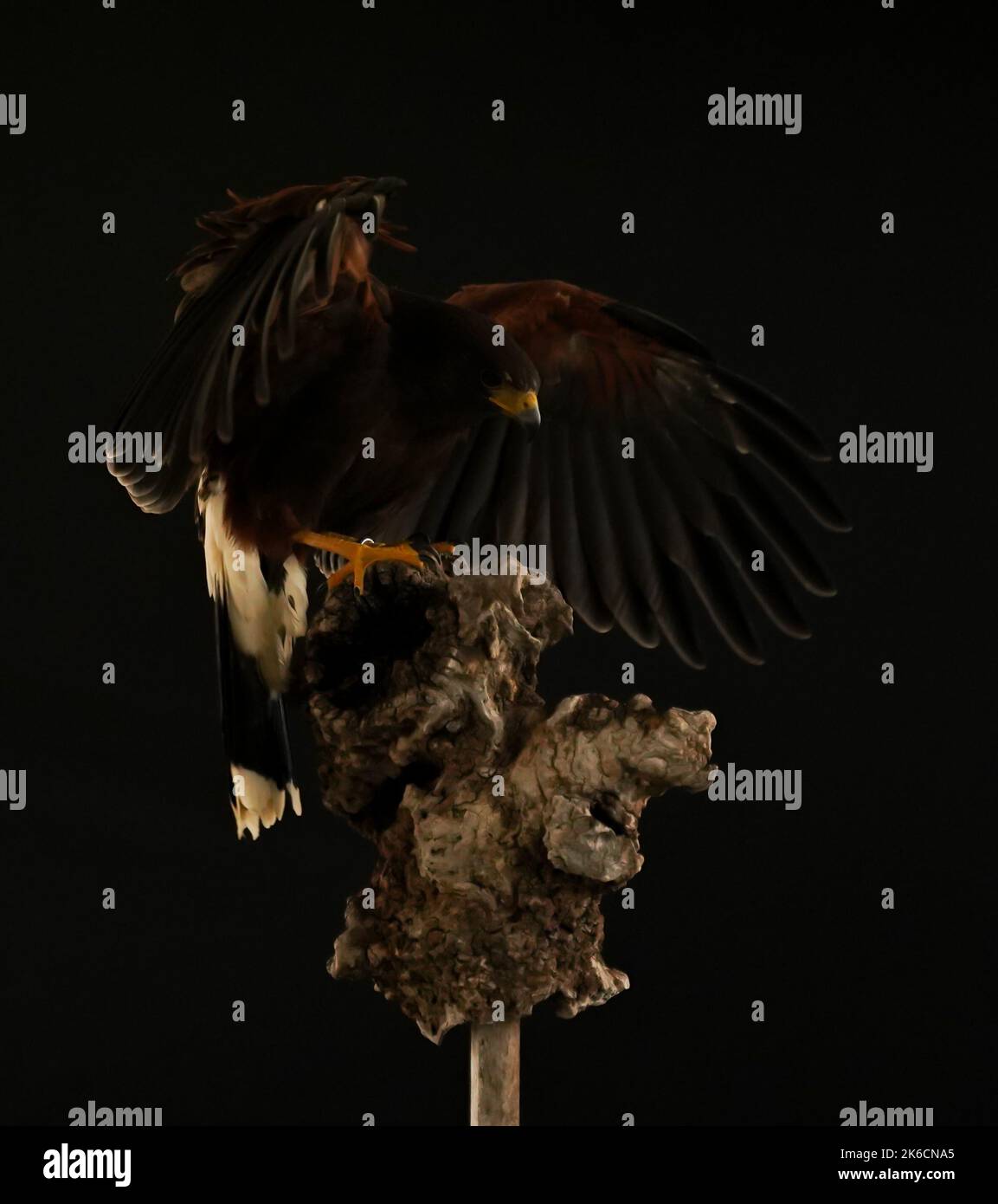 Harris Hawk flying in a black background Stock Photo - Alamy