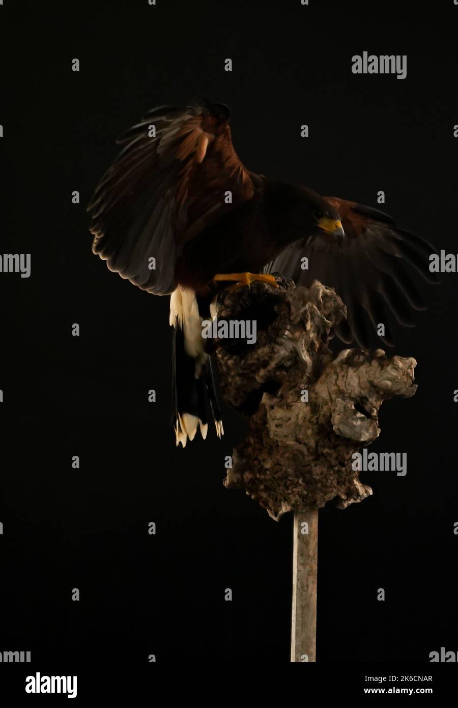Harris Hawk flying in a black background Stock Photo - Alamy