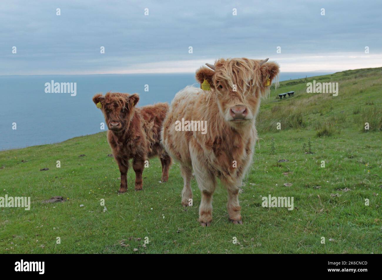 Highland cattle on mull hi-res stock photography and images - Alamy