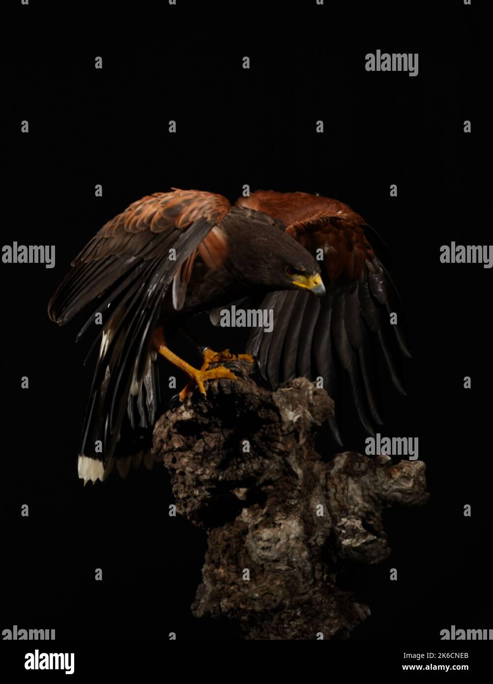 Harris Hawk flying in a black background Stock Photo - Alamy