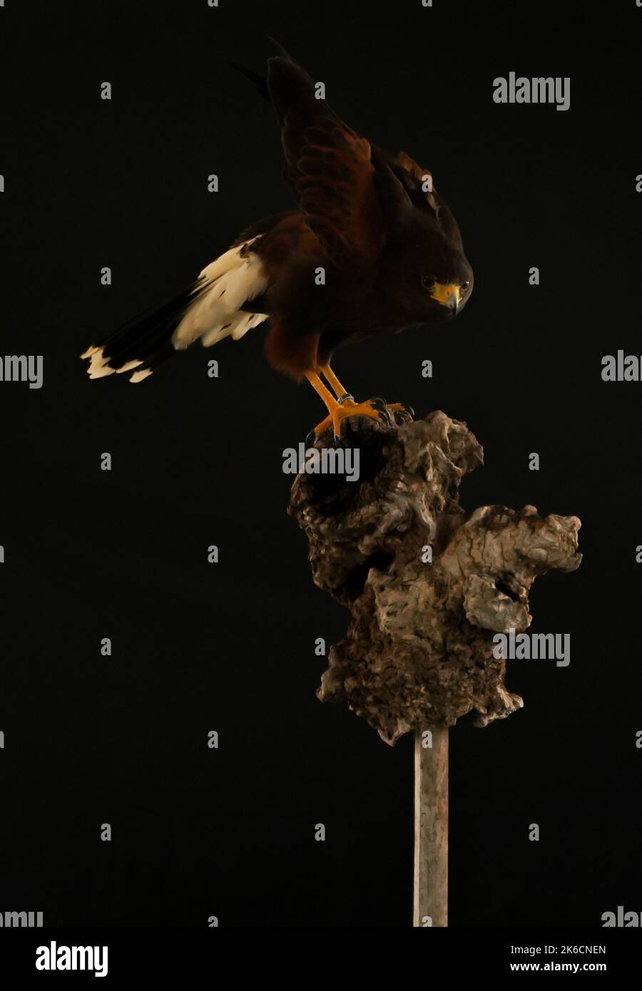 Harris Hawk flying in a black background Stock Photo - Alamy