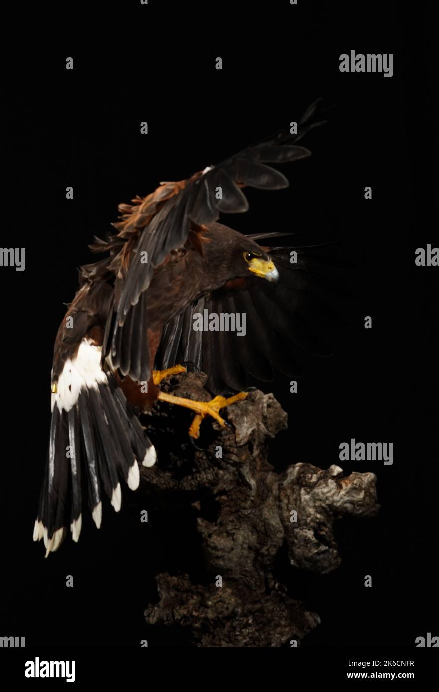 Harris Hawk flying in a black background Stock Photo - Alamy