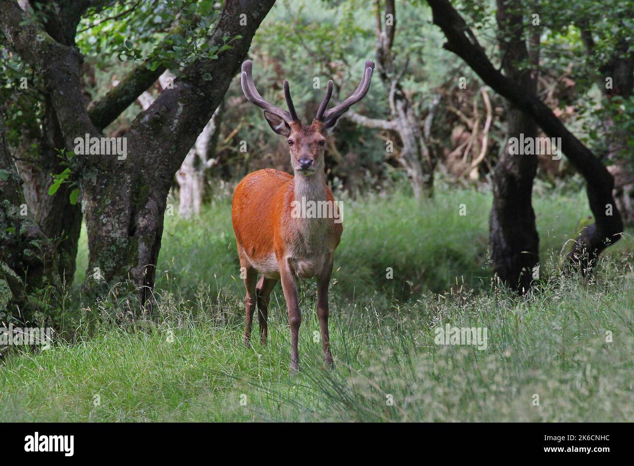 Loch raonasa hi-res stock photography and images - Alamy
