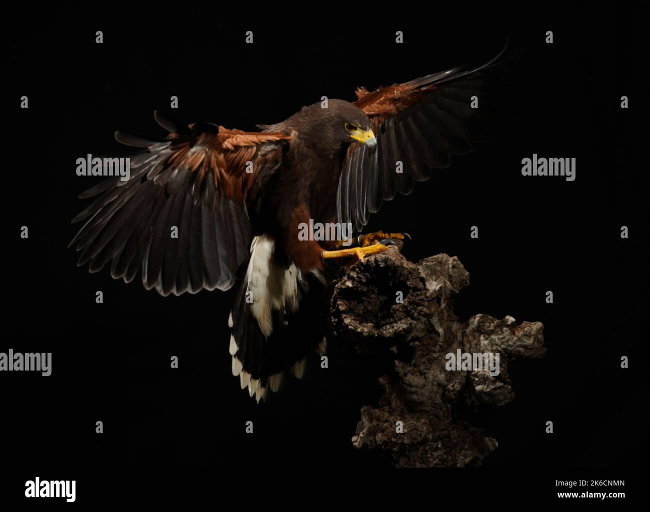 Harris Hawk flying in a black background Stock Photo - Alamy