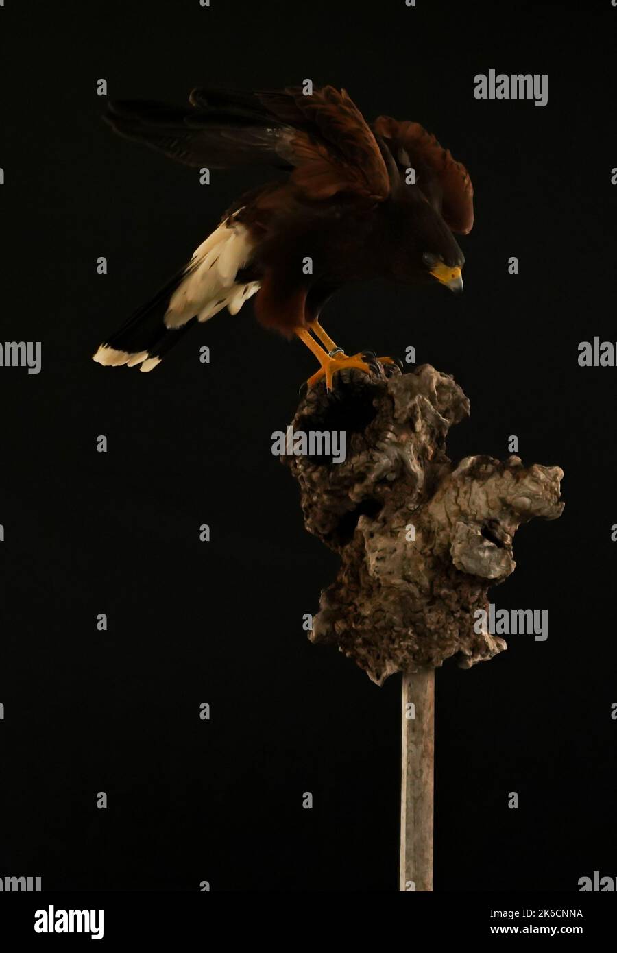 Harris Hawk flying in a black background Stock Photo - Alamy
