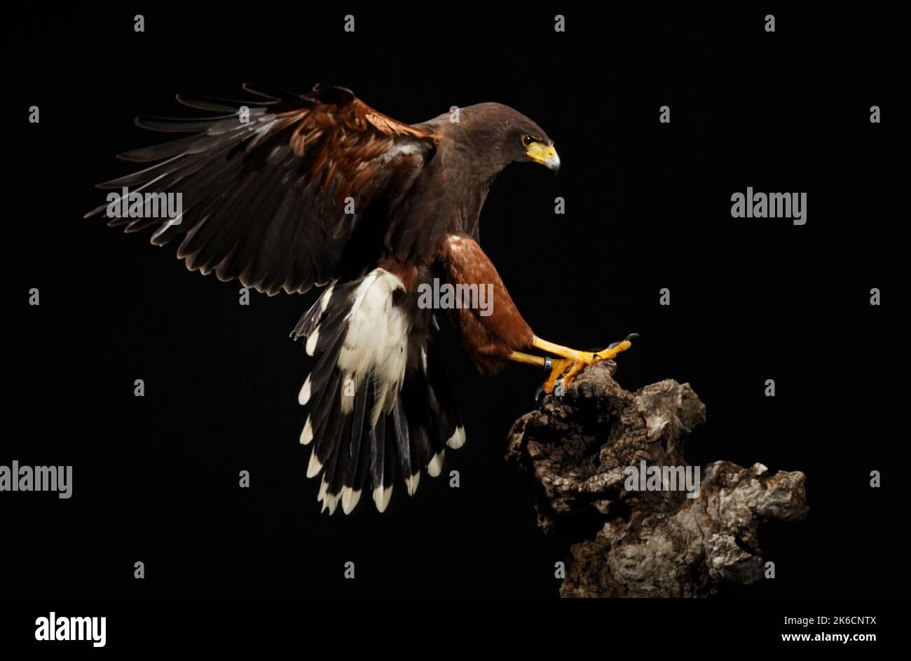 Harris Hawk flying in a black background Stock Photo - Alamy