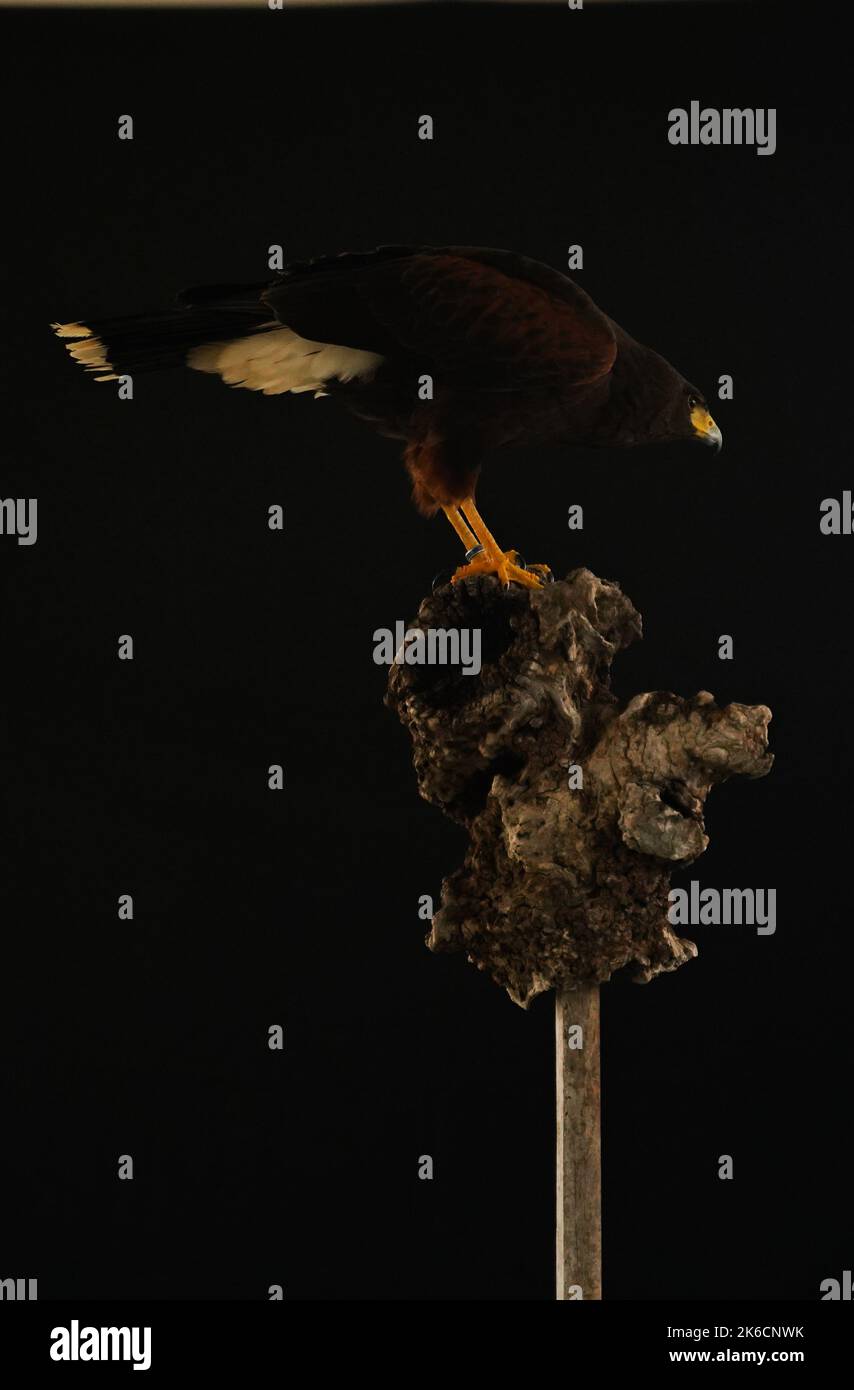 Harris Hawk flying in a black background Stock Photo - Alamy