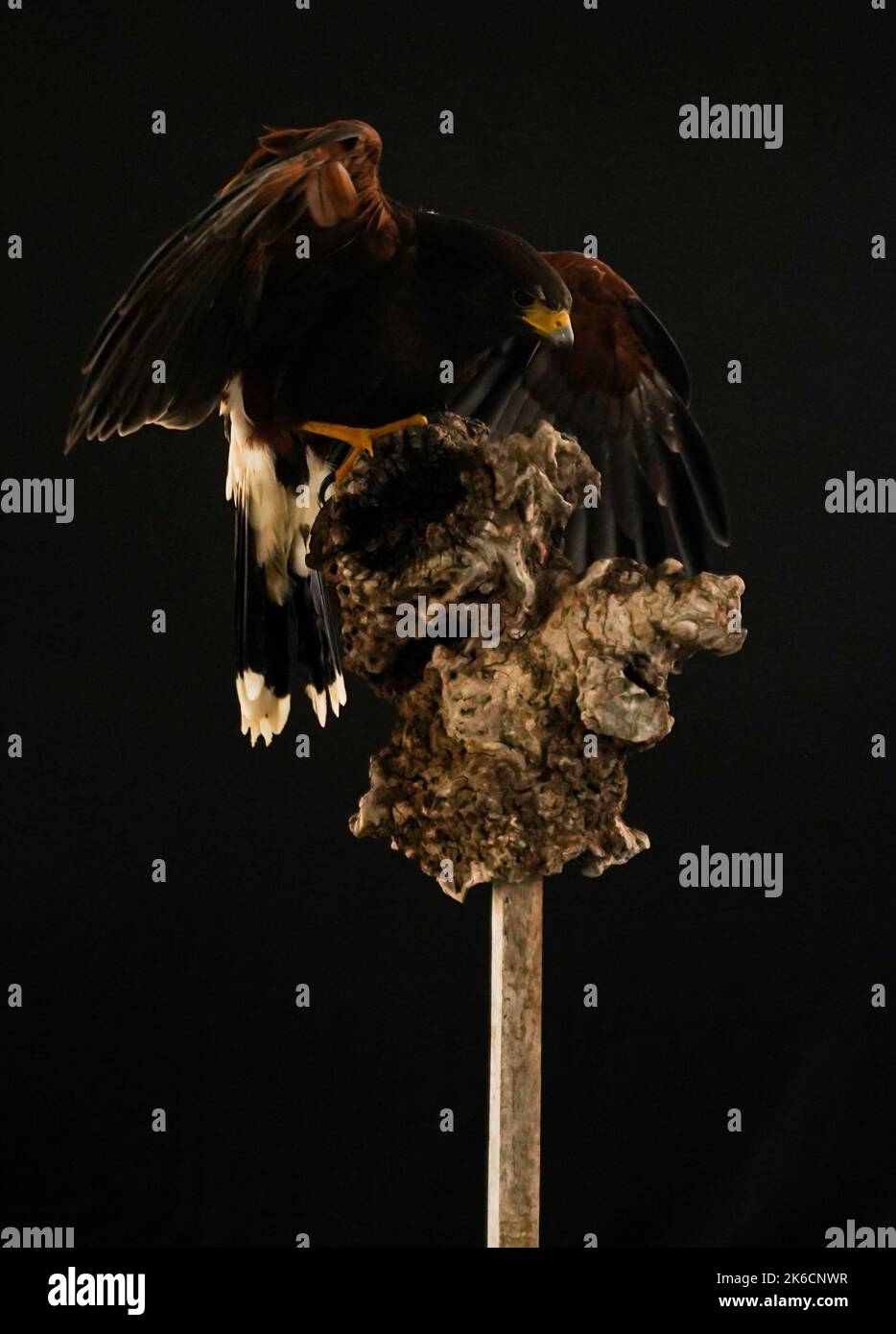 Harris Hawk flying in a black background Stock Photo - Alamy
