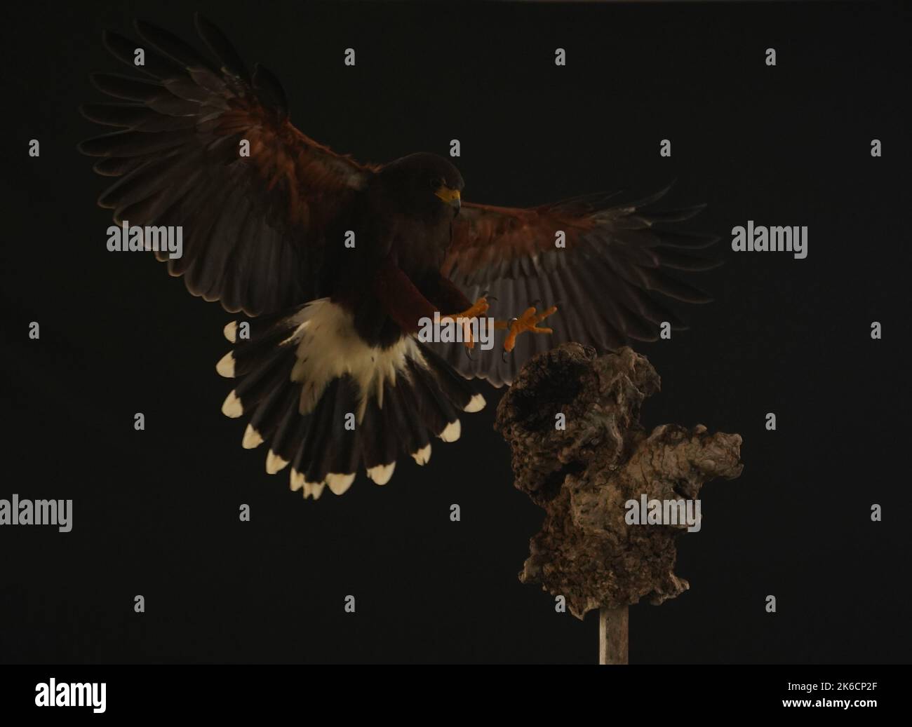 Harris Hawk flying in a black background Stock Photo - Alamy