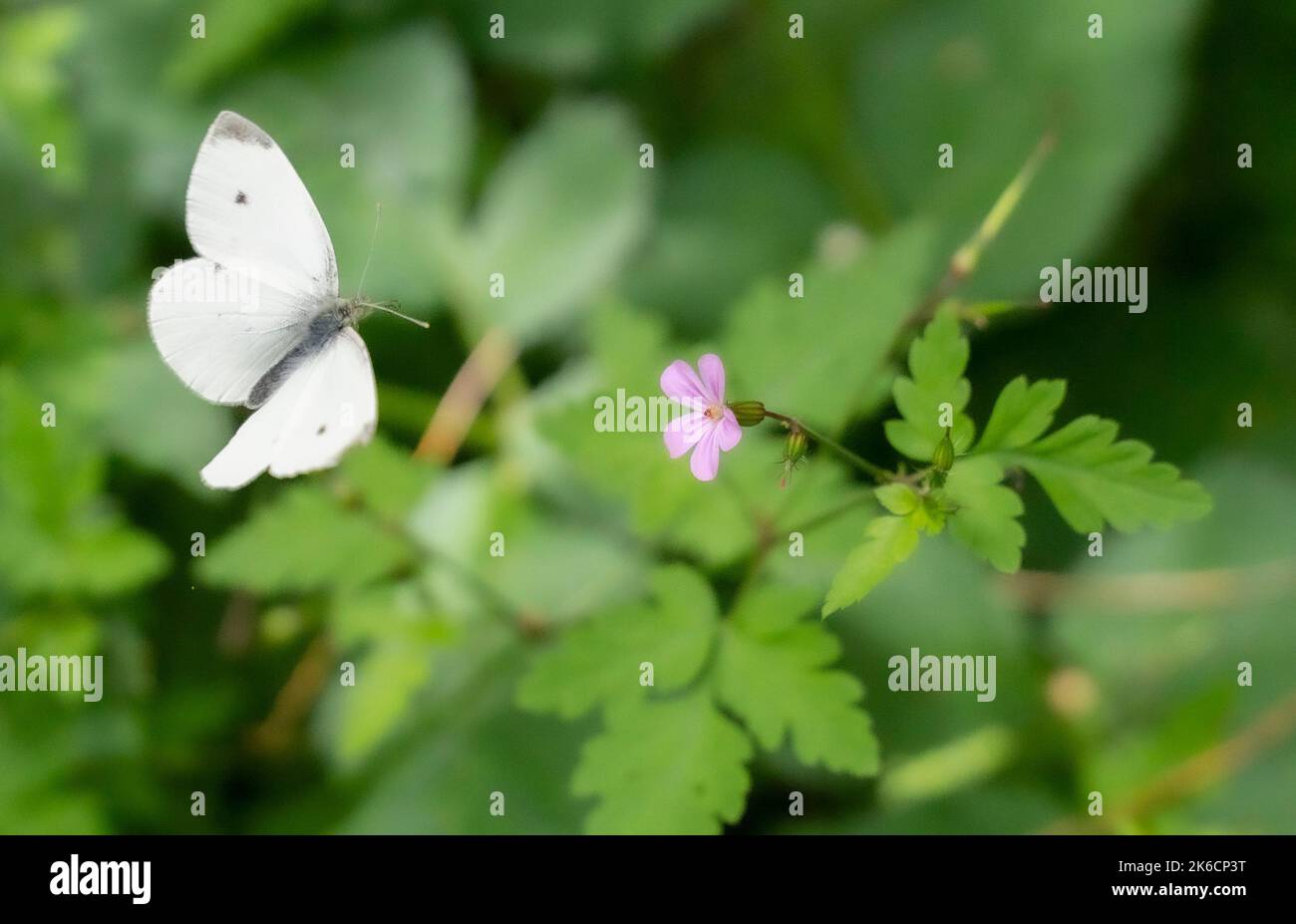 white butterfly standing on a plant Stock Photo - Alamy