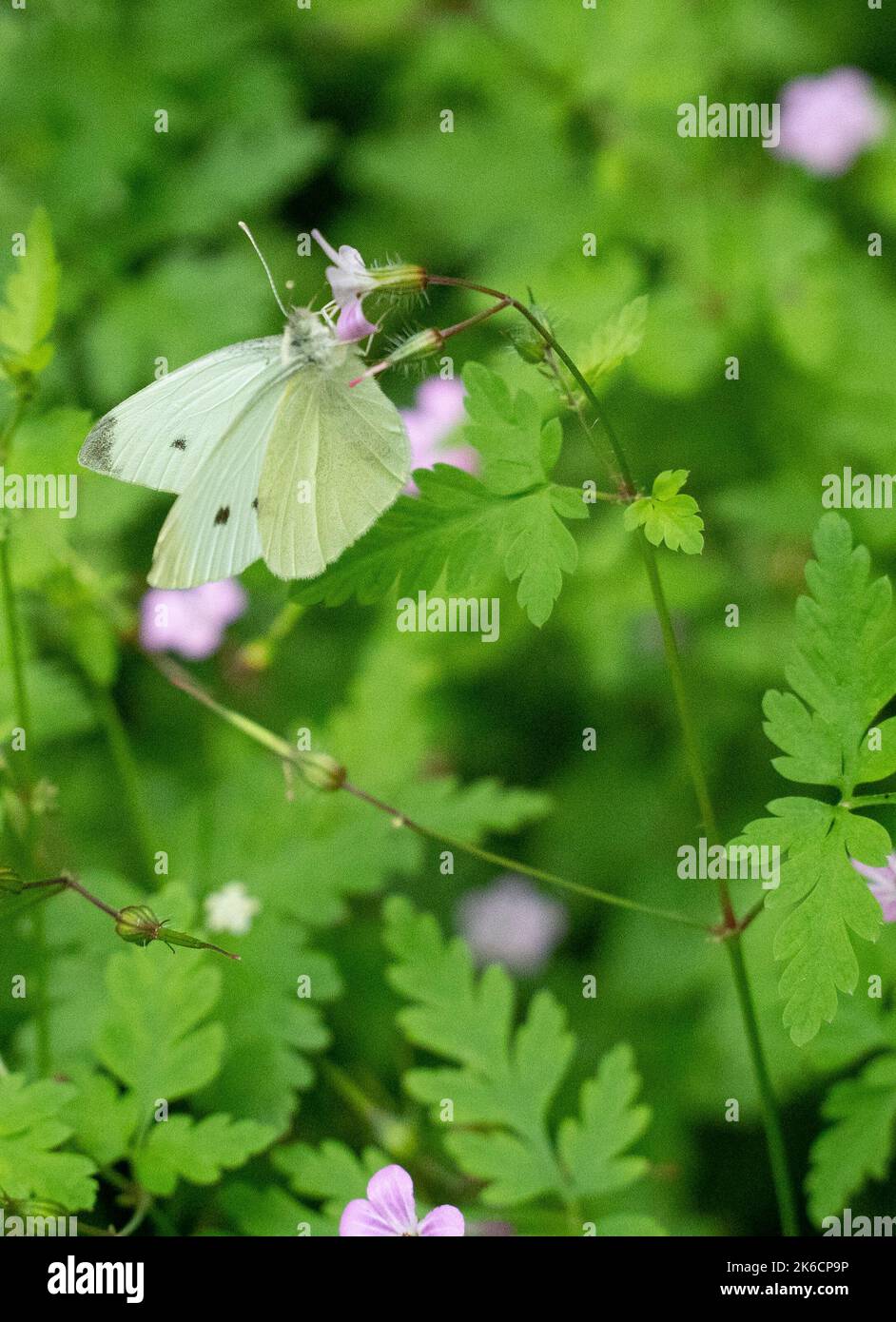 Butterfly standing on white hi-res stock photography and images - Alamy