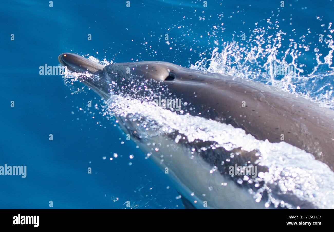 dolphin swimming really fast in the sea water Stock Photo - Alamy