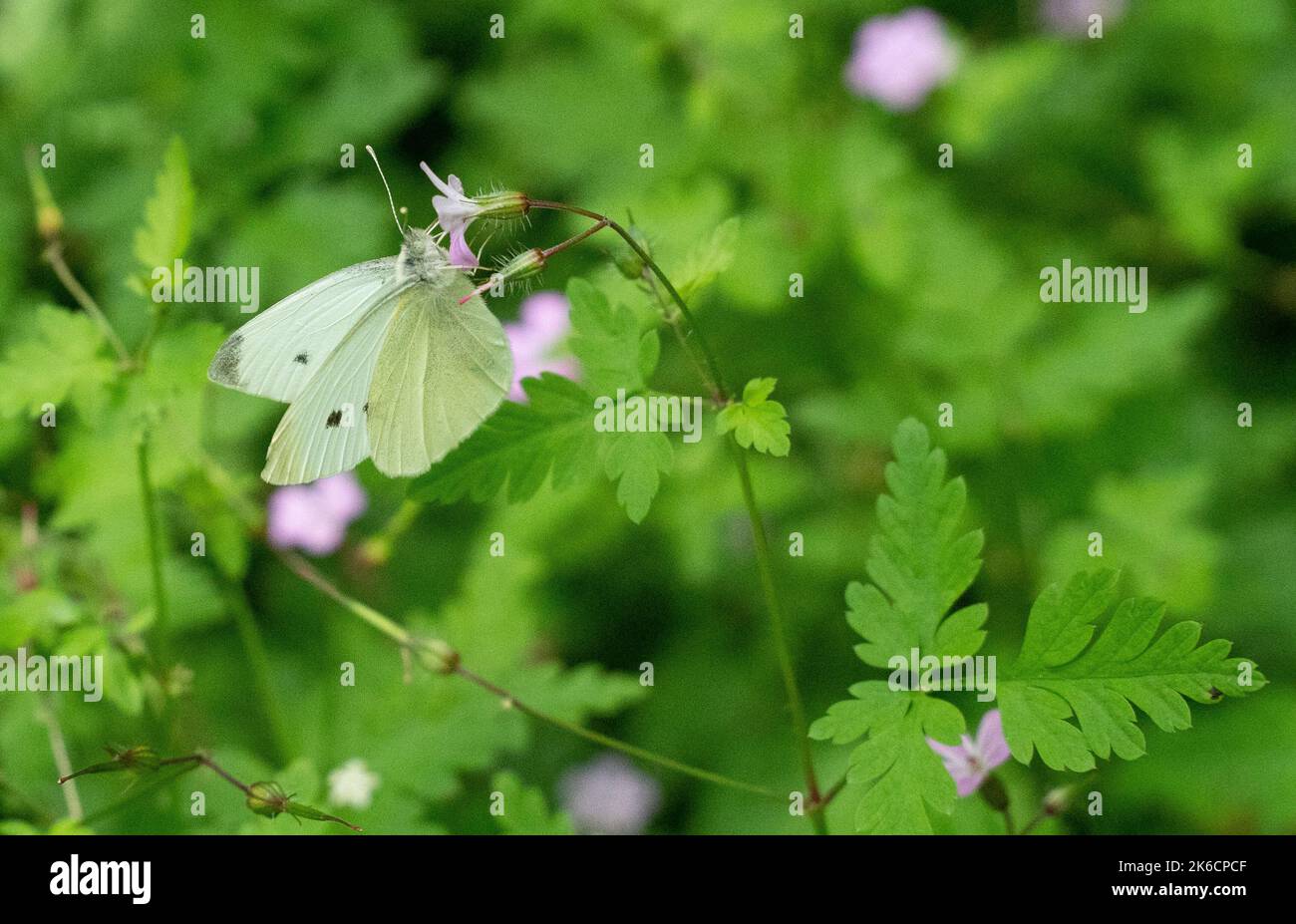 Butterfly standing hi-res stock photography and images - Alamy