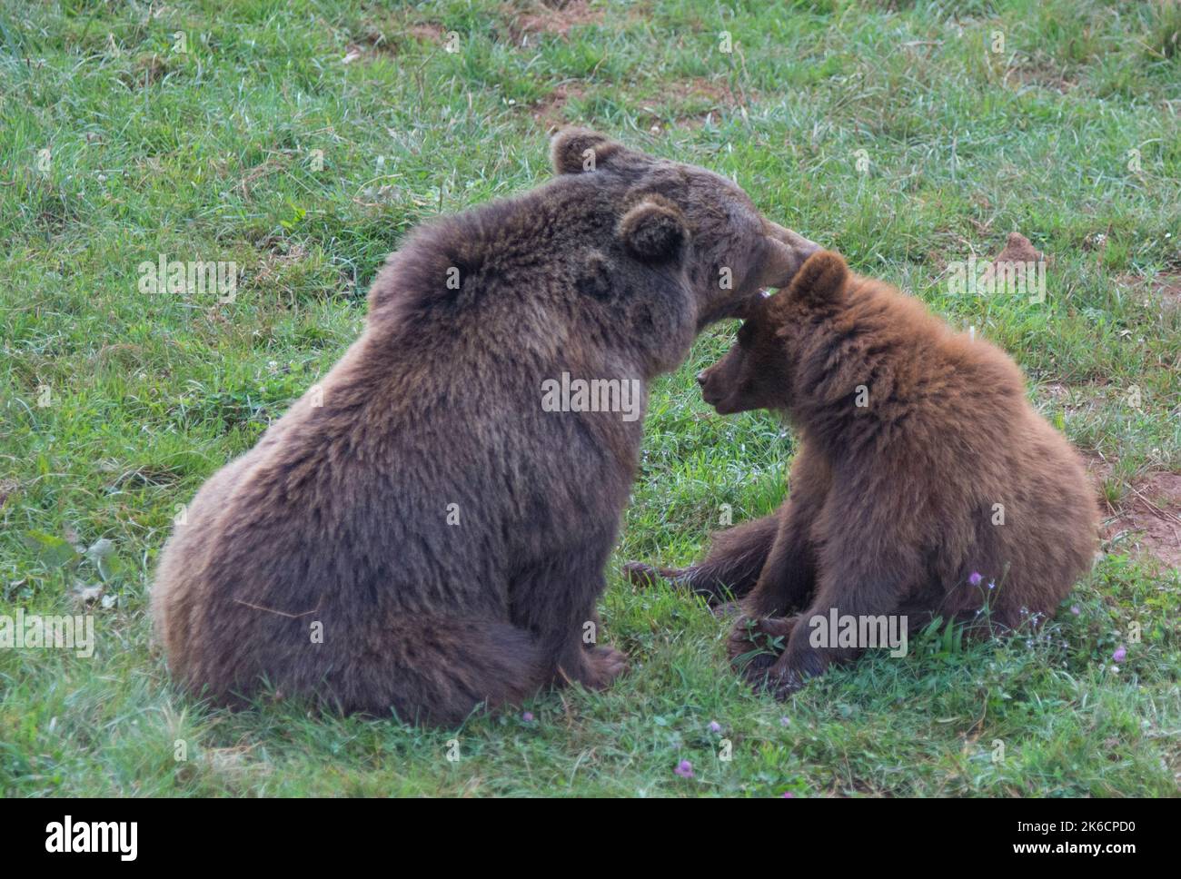 brown bear mother and child playing in the grass Stock Photo - Alamy