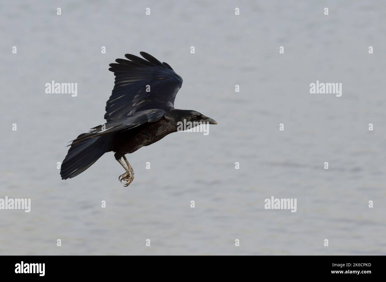 American Crow, Corvus brachyrhynchos, in flight Stock Photo - Alamy