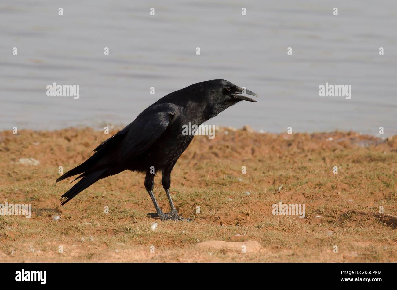 American Crow, Corvus brachyrhynchos, cawing on lakeshore Stock Photo ...