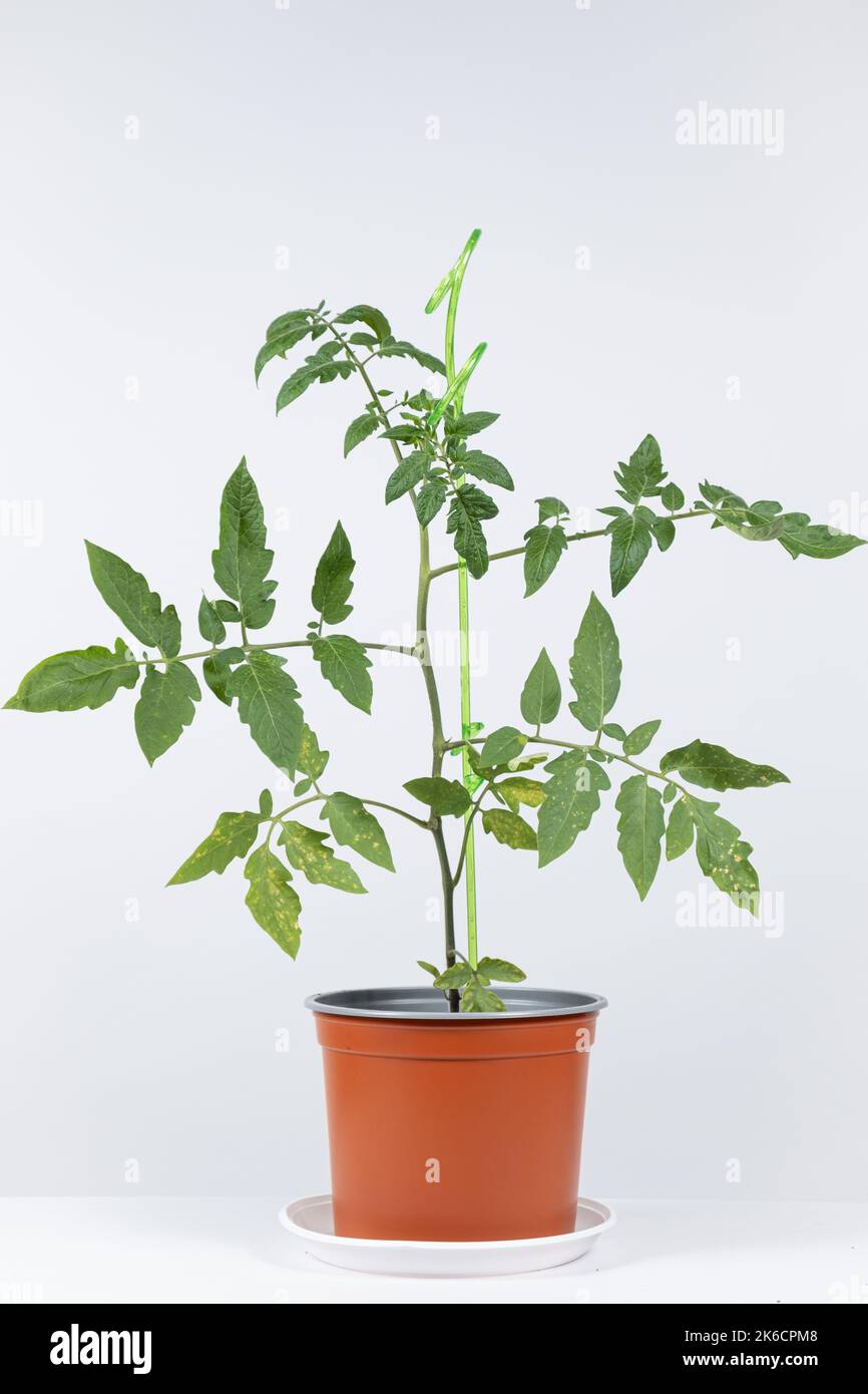 Growing tomatoes from seeds, step by step. Step 11 - stick to support ...