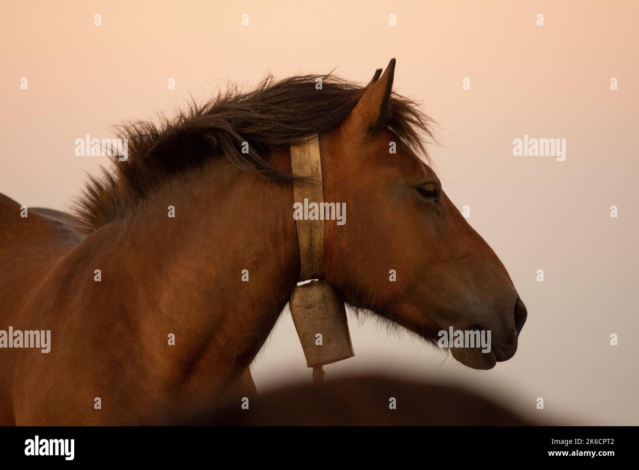 Brown horse in the countryside at sunset (close up Stock Photo - Alamy