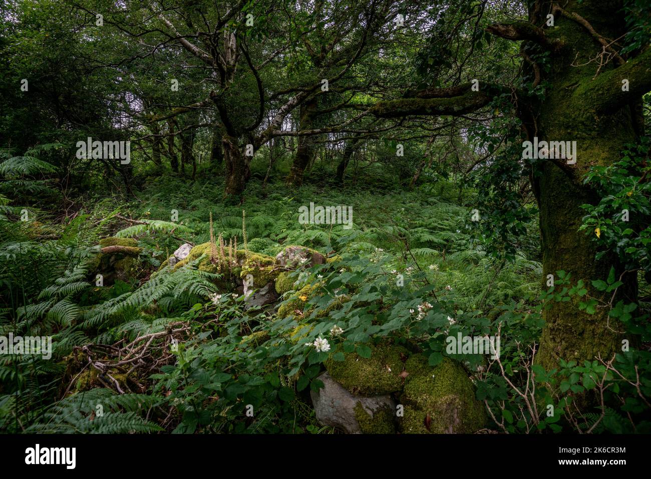A forest in Ireland. The bottom is covered with ferns. A stone wall and ...