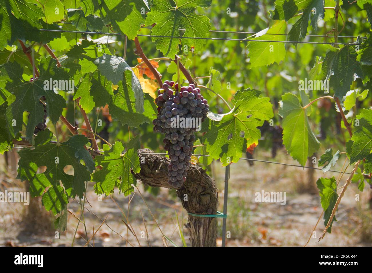 Bunch of blue grapes in a vineyard and backlit leaves Stock Photo - Alamy