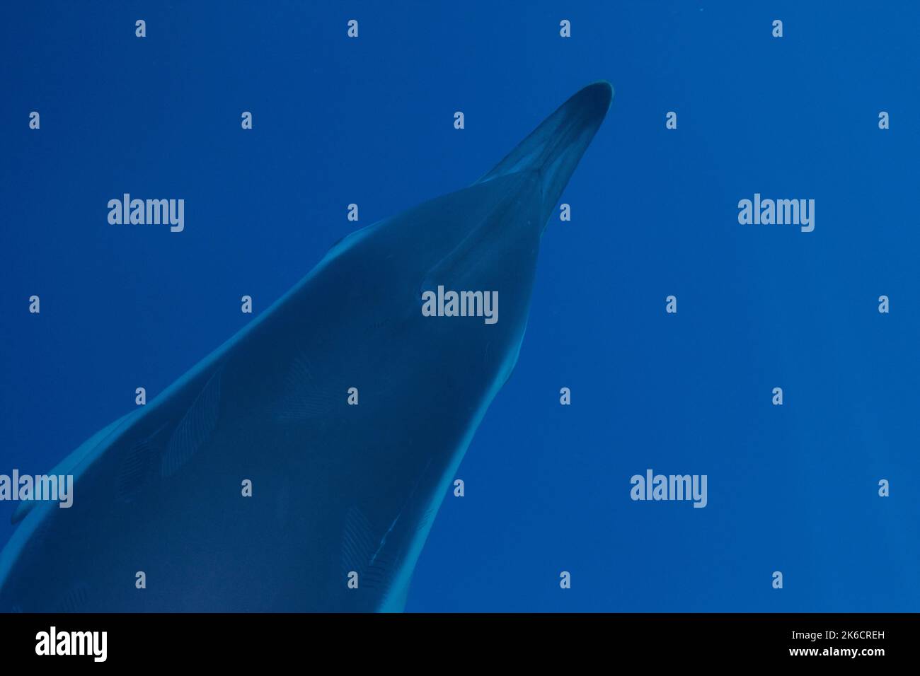 dolphin swimming really fast in the sea water Stock Photo - Alamy