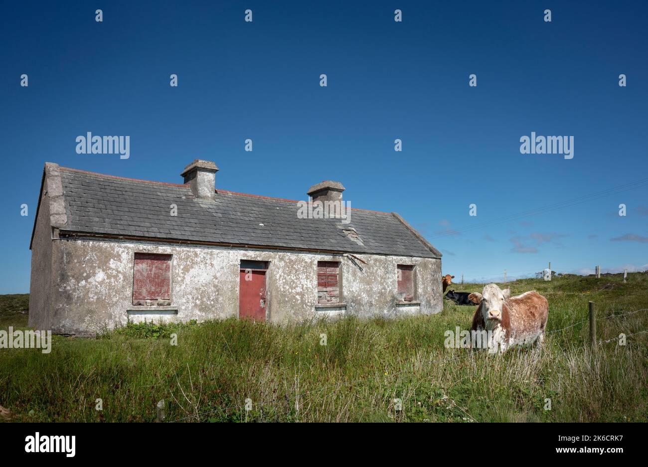 A vacant abandoned and dilapidated house is now used as a cow shed ...
