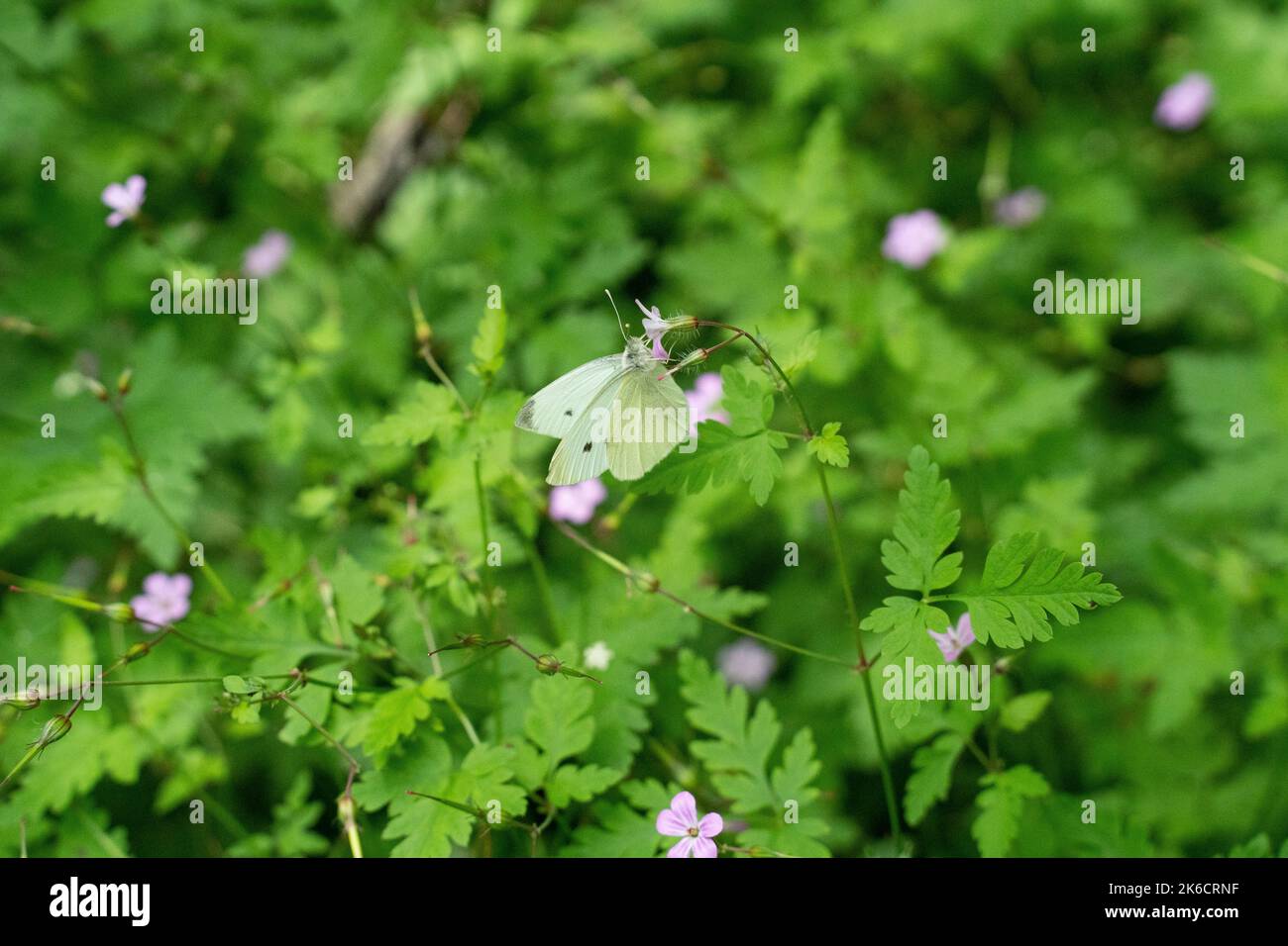 white butterfly standing on a plant Stock Photo - Alamy