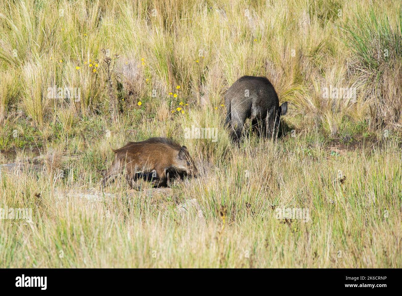 Wild boar mother and calf, Highland grasslands in Pampa de Achala ...