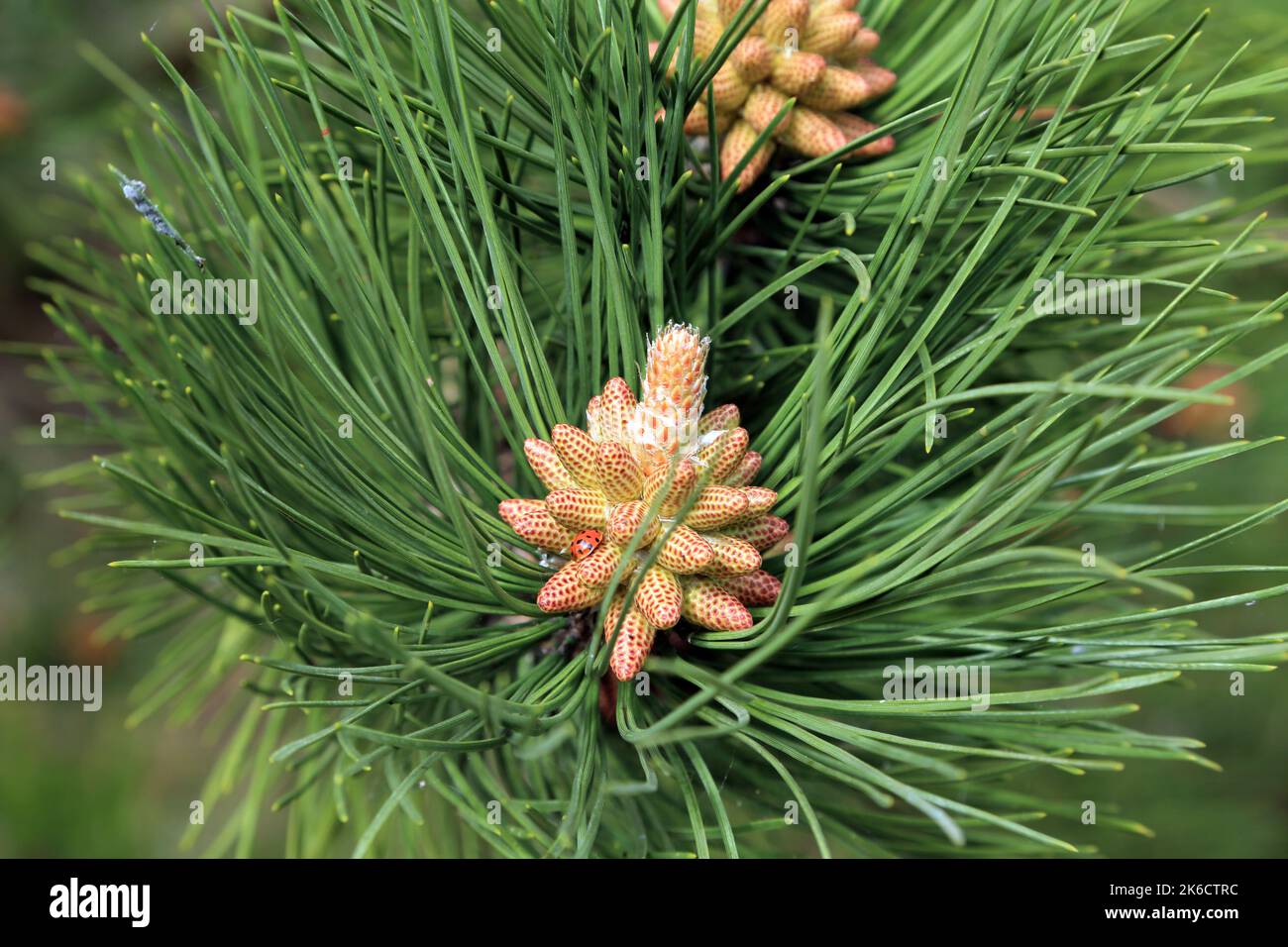 Pollen cones on pine tree in East Brabourne, Ashford, Kent, England ...