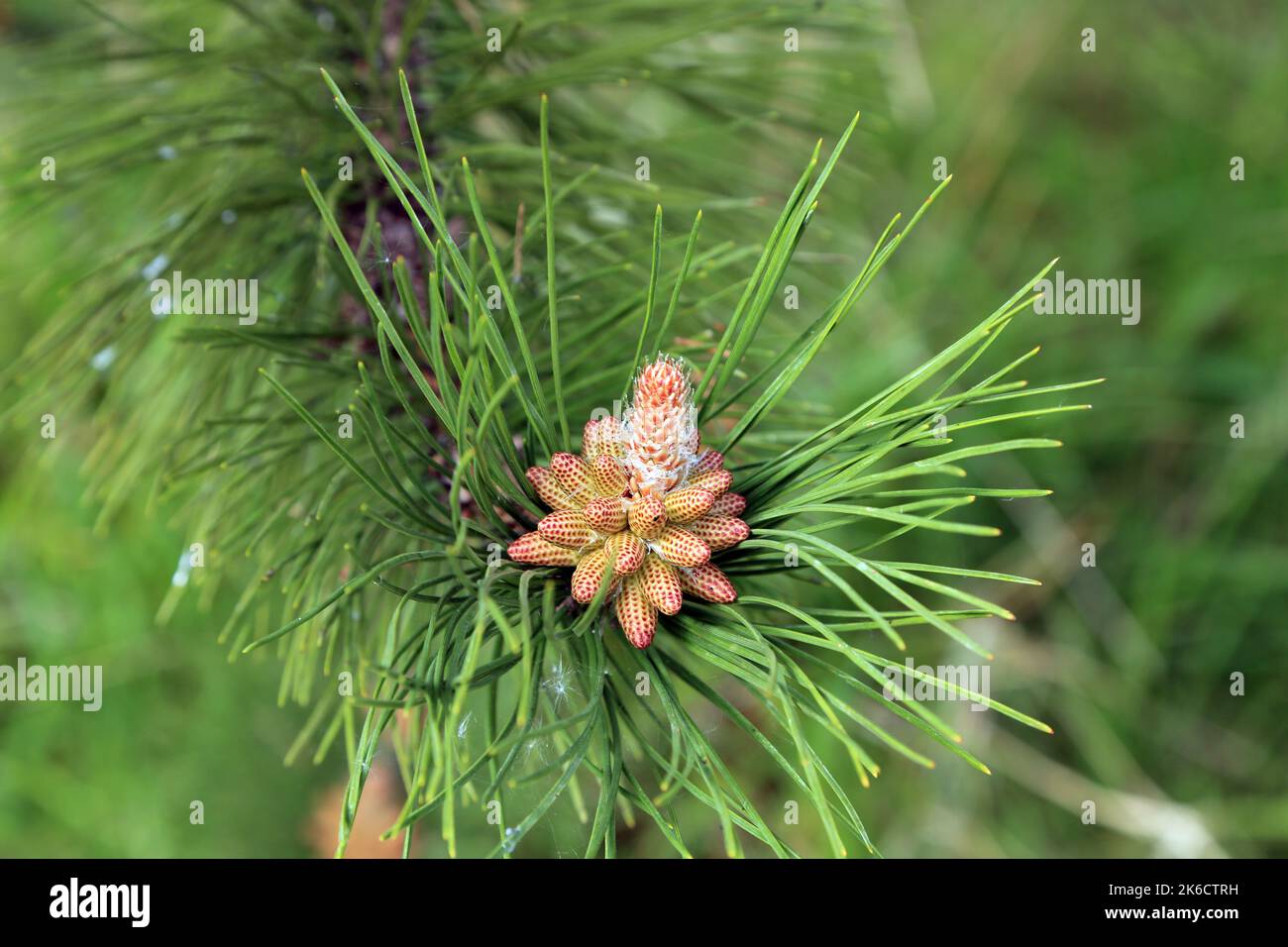 Pollen cones on pine tree in East Brabourne, Ashford, Kent, England ...