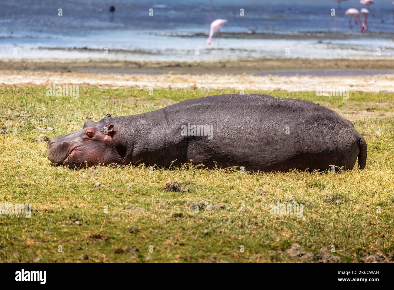 A hippopotamus grazing in the sea of the Amboseli National Park, Kenya ...