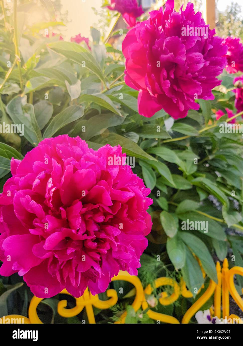 Bright red peony bloomed in early spring in the open, on a flower bed ...