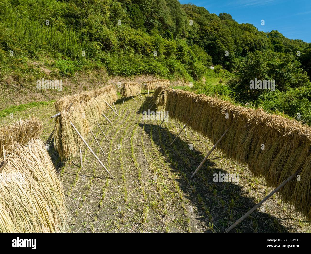 Freshly harvested rice hangs to dry in field on small farm Stock Photo ...