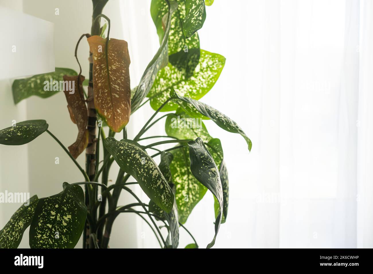 Wilted plants with yellow leafs in a pot, home living room. Dried ...