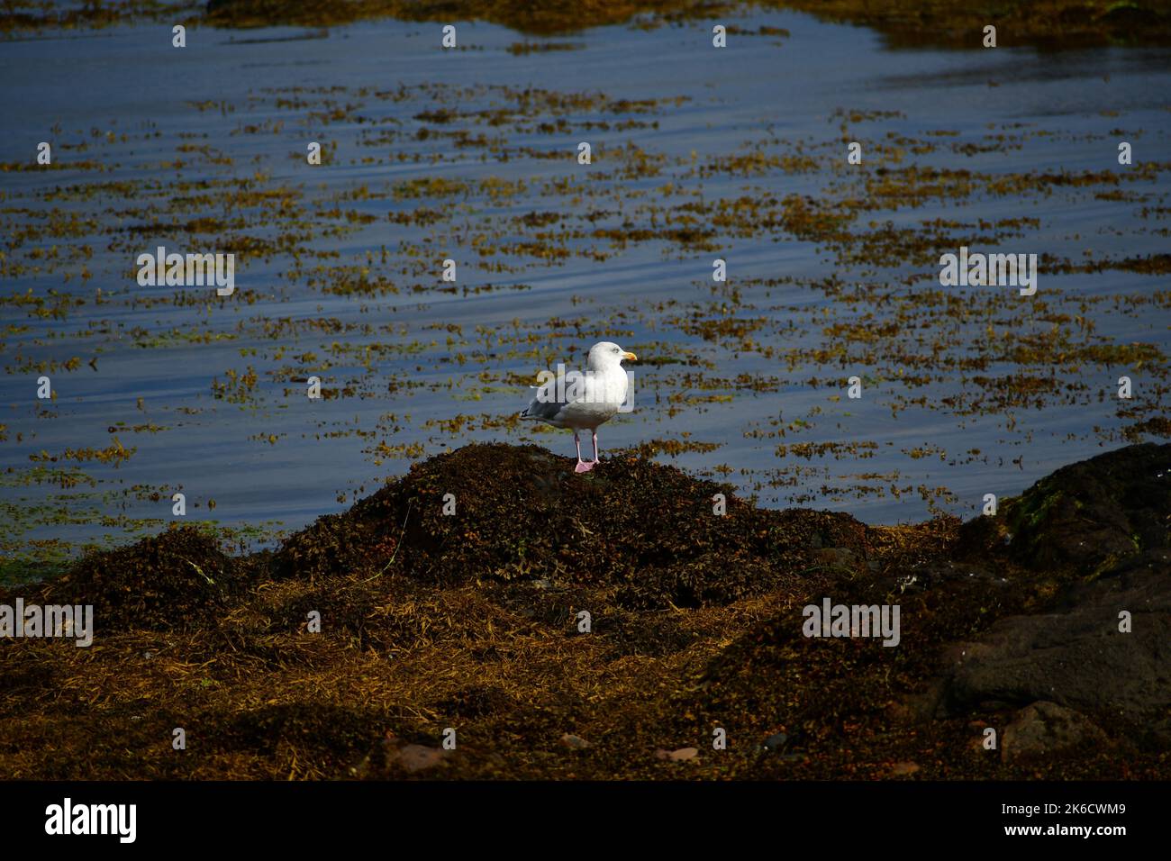 A small seagull standing on a rock in front of a pond Stock Photo - Alamy