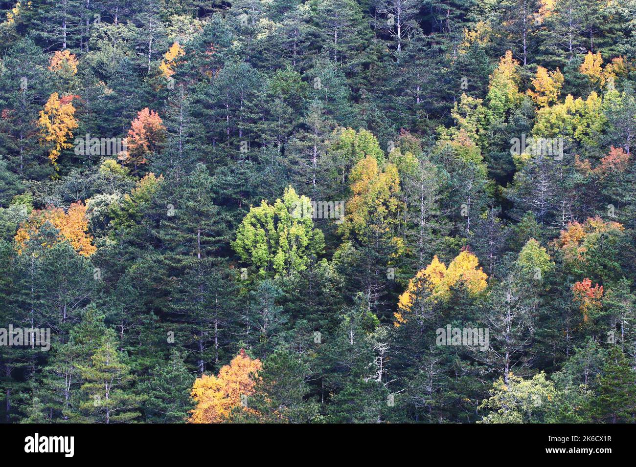 beautiful scenery of Forest in Autumn,changing color leaves of Maple ...