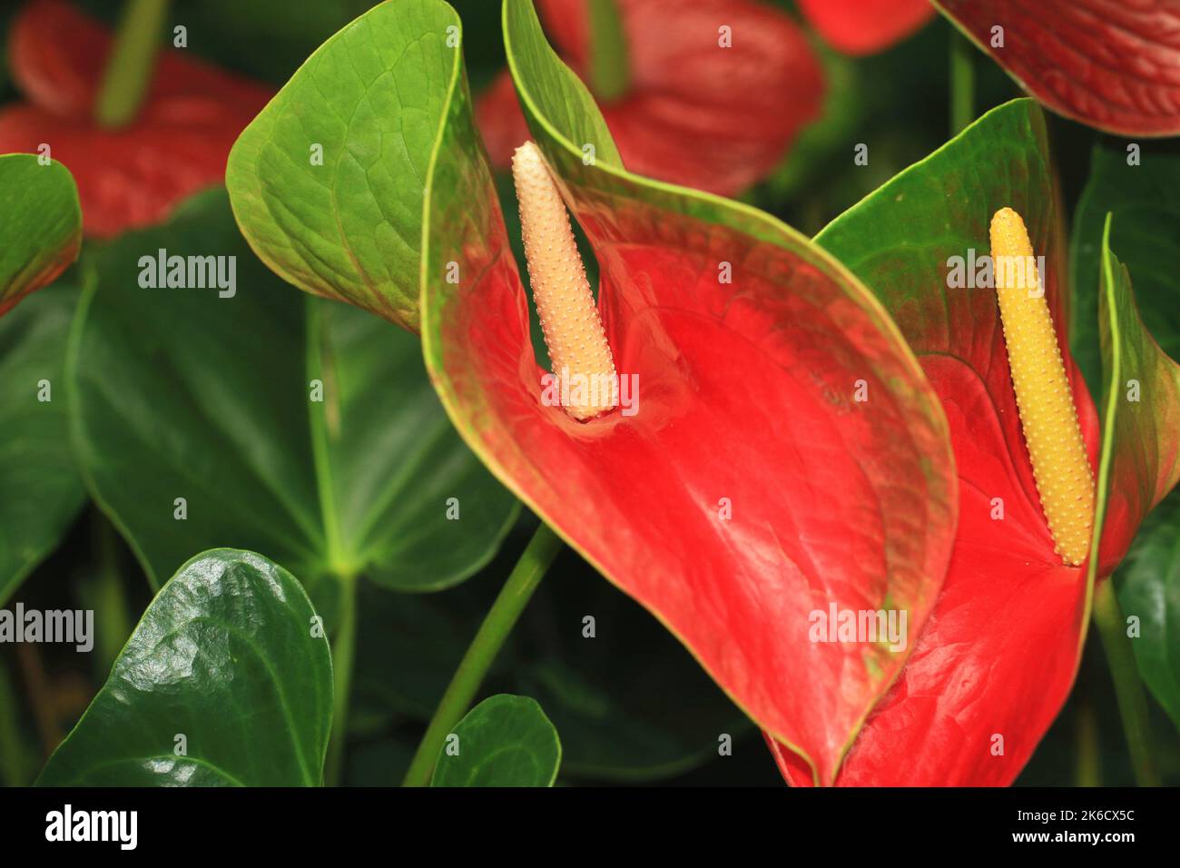 Anthurium agriculture hi-res stock photography and images - Alamy
