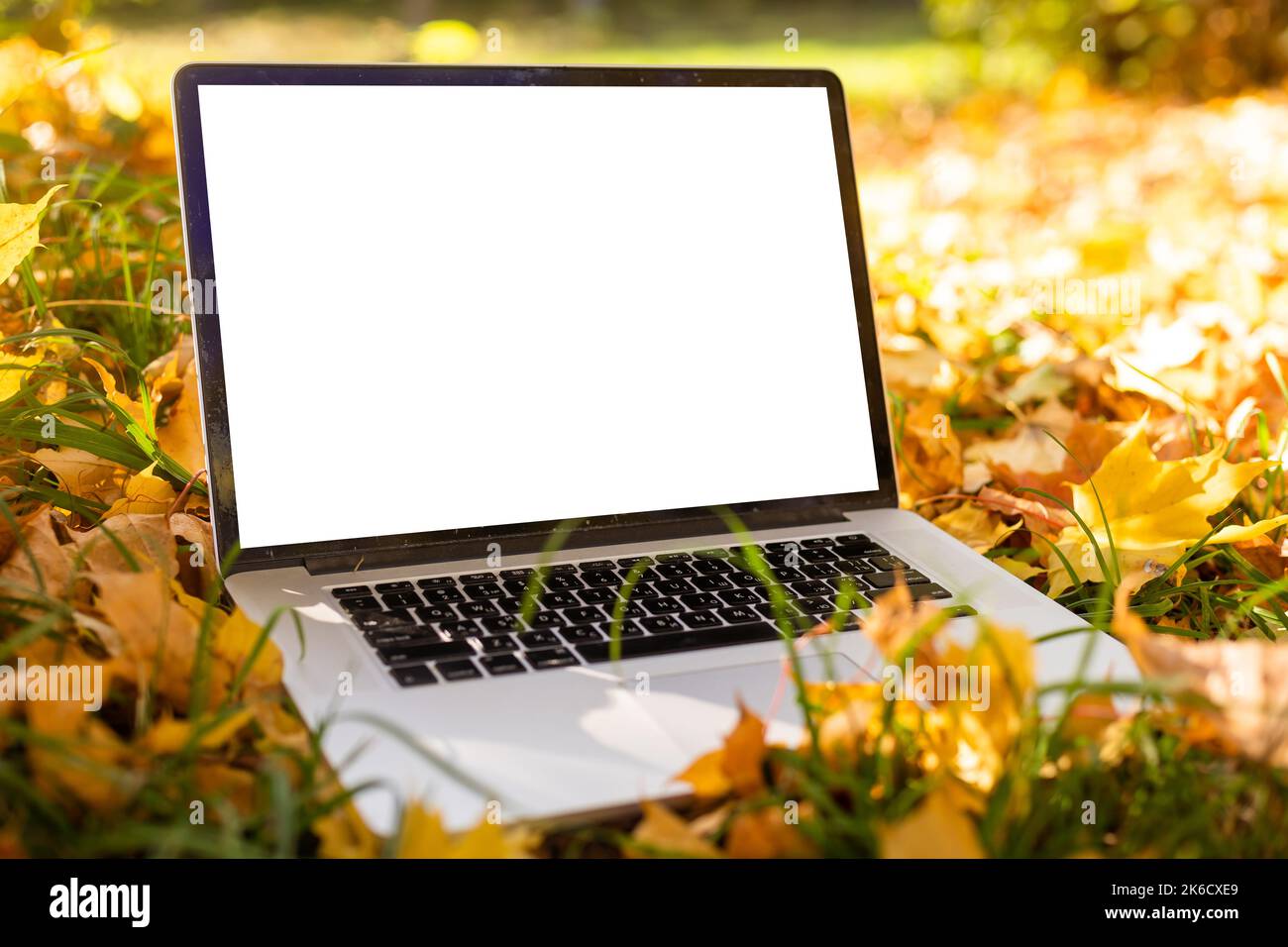 Autumn. laptop, maple leaves on the green grass. Concept. Top view ...