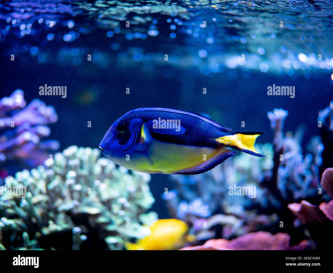 Blue tang (Paracanthurus hepatus) swimming on a reef tank with blurred ...
